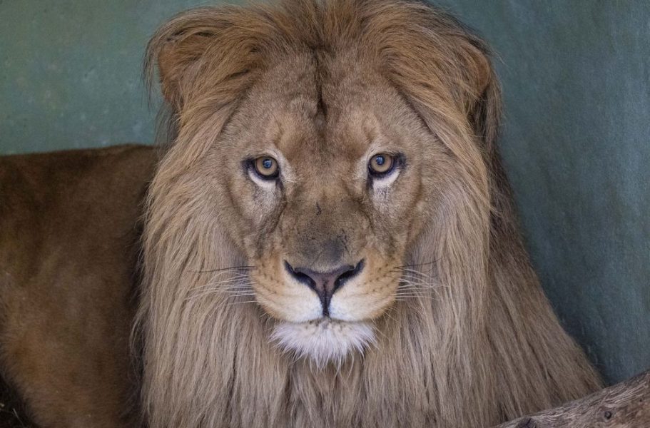 New lion arrives at Valencia Bioparc - Expat Info Spain